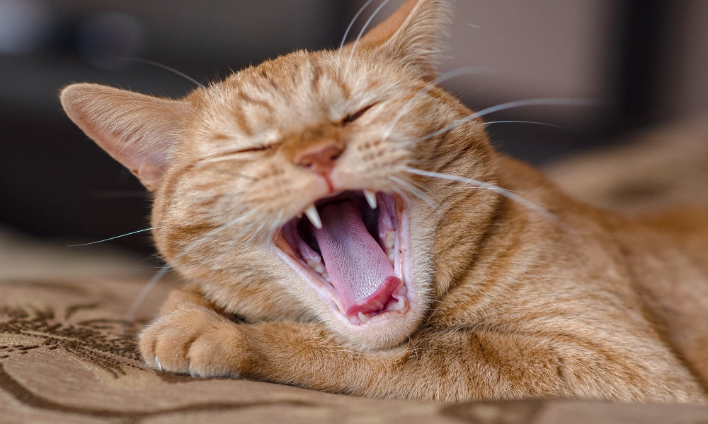 Is Your Kitten Teething? Here’s What To Expect And How To Help – CityBear
