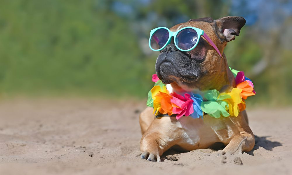 The Hottest Pet Fashion Trends This Spring And Summer – CityBear