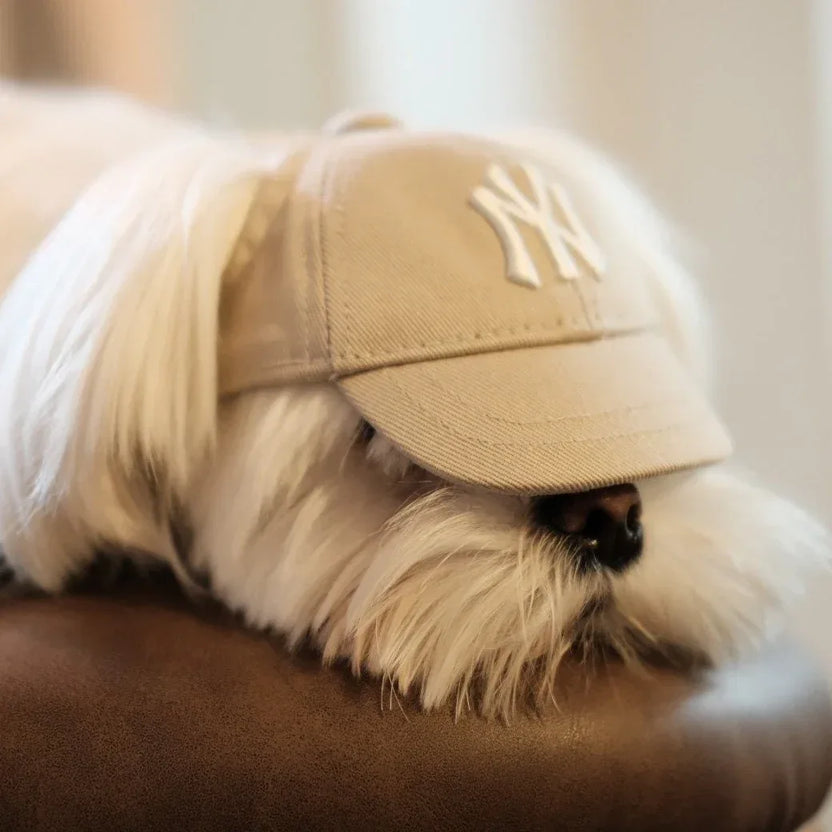 CityBear: Really Cute Pet Clothes, Matching Outfits, Supplies Inside